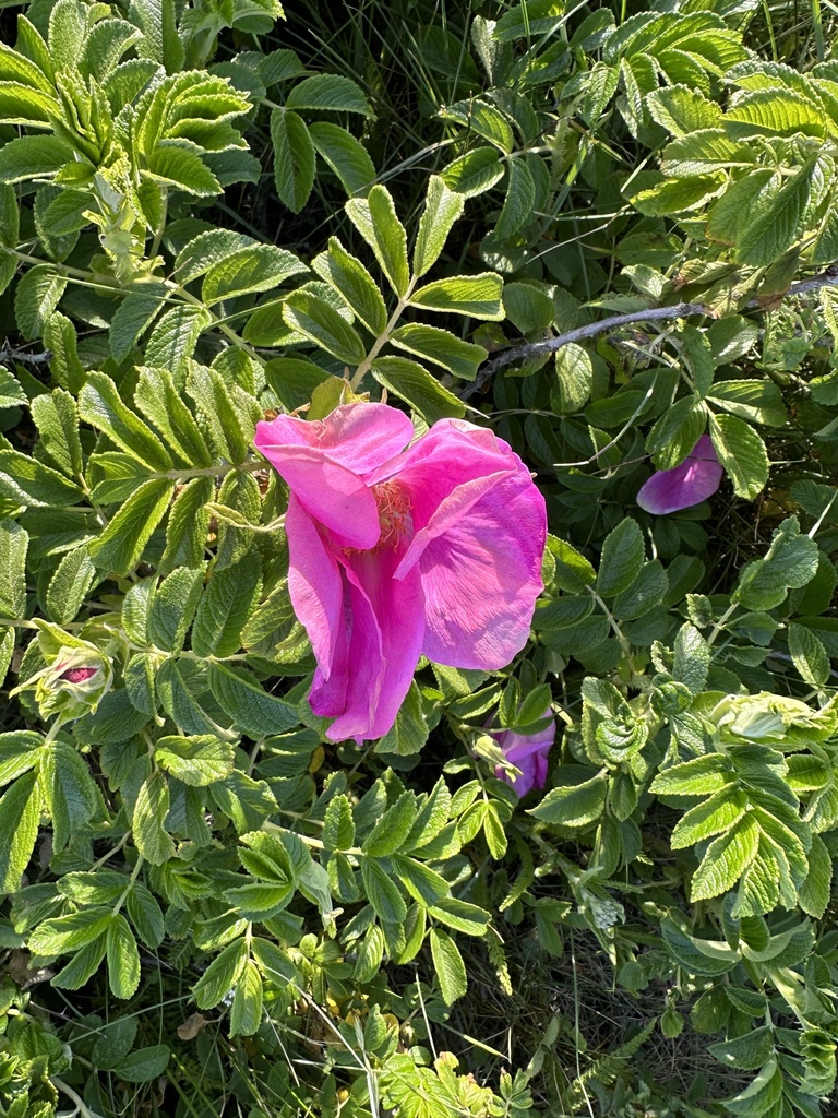 rugosa rose from Cape Cod National Seashore, Eastham, MA, US on May 30 ...