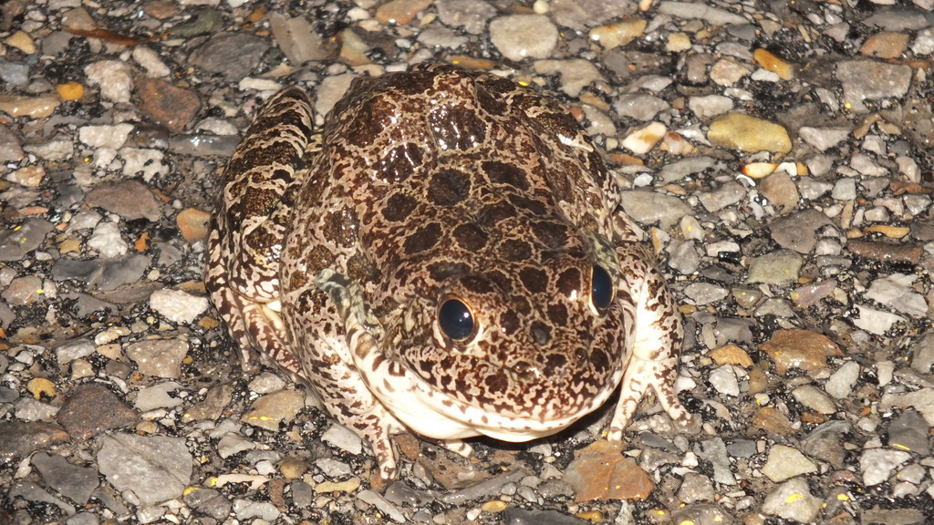 Crawfish Frog from Hwy 45, Johnson county, Illinois, U.S.A. on March 30 ...