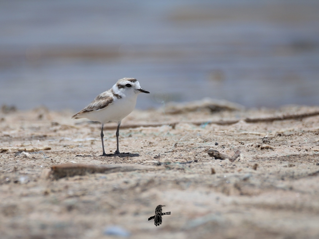 Snowy Plover in May 2023 by Eric Torres · iNaturalist