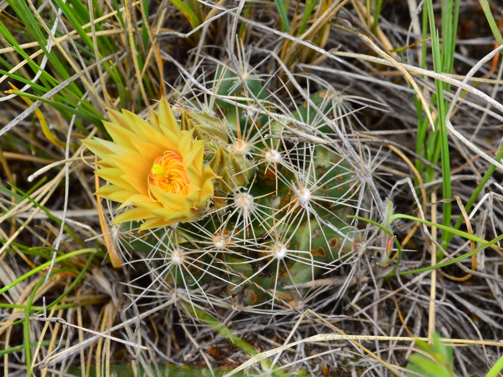 Missouri Foxtail Cactus from Gallatin County, US-MT, US on May 28, 2023 ...