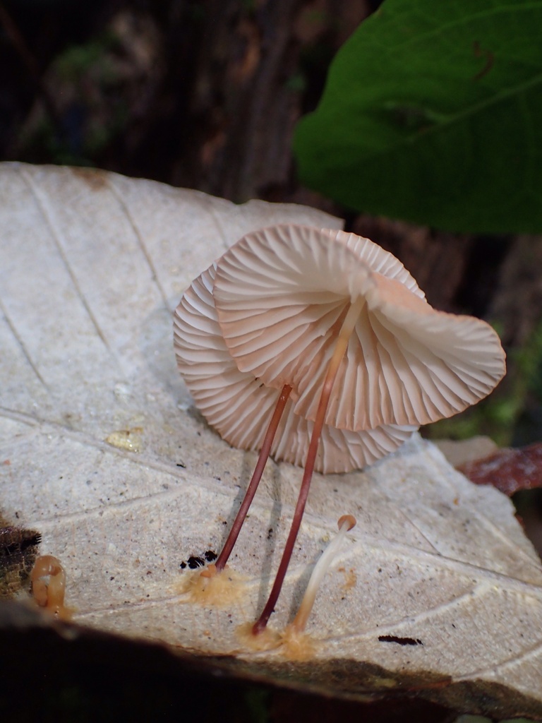 Marasmius leoninus from Cristalino Jungle Lodge, Alta Floresta, Mato ...