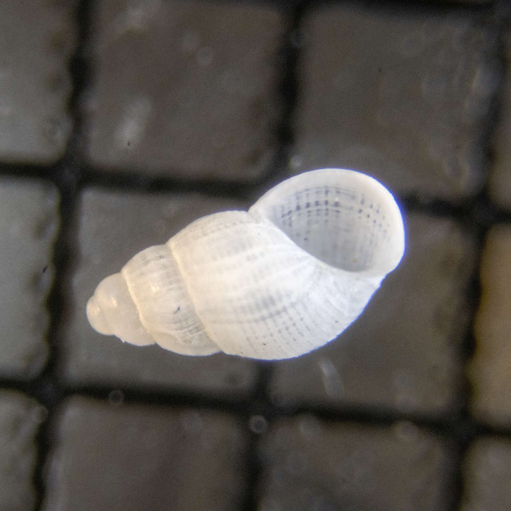 Subonoba from Cape Reinga 0484, New Zealand on December 15, 2022 by ...