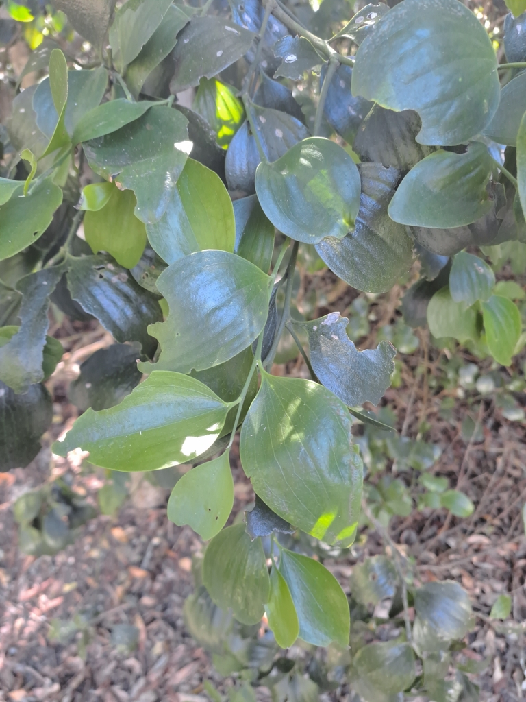 Broad Leaved Native Cherry from River Heads QLD 4655, Australia on May ...