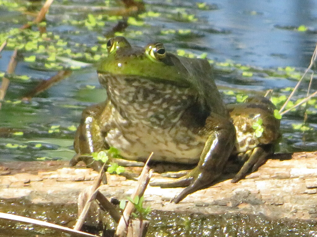 American Bullfrog from 22500 S Peyton Hwy, Colorado Springs, CO 80928 ...