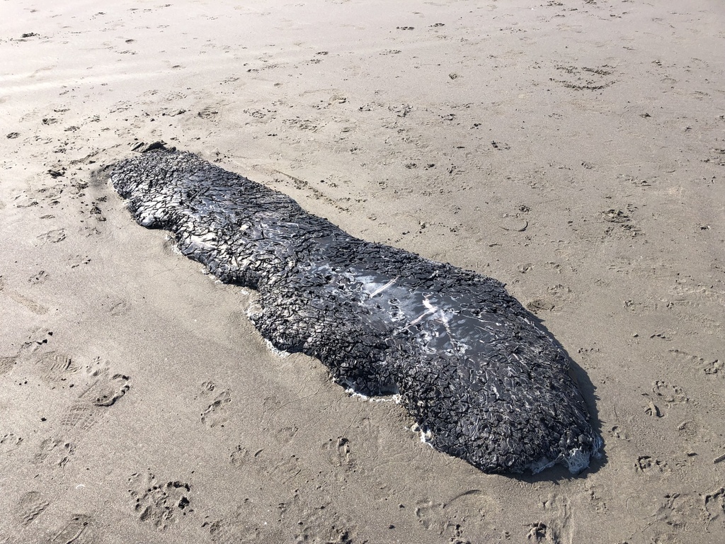 Humpback Whale from North Pacific Ocean, OR, US on May 30, 2023 at 05: ...