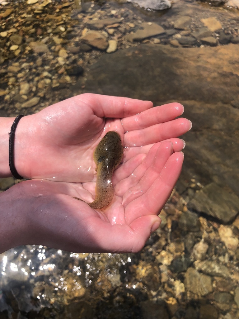 American Bullfrog from Little Missouri River, Caddo Gap, AR, US on May ...