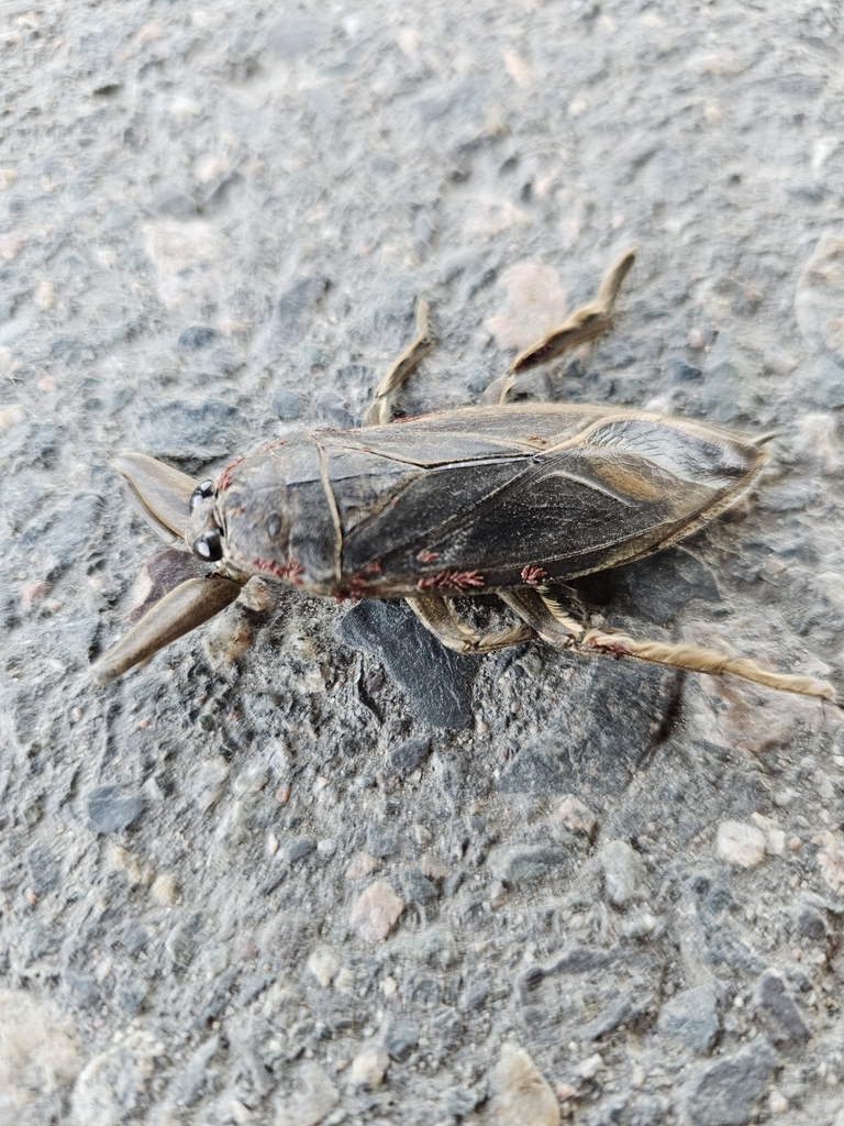 American Giant Water Bug from Dymond, Temiskaming Shores, ON, Canada on ...