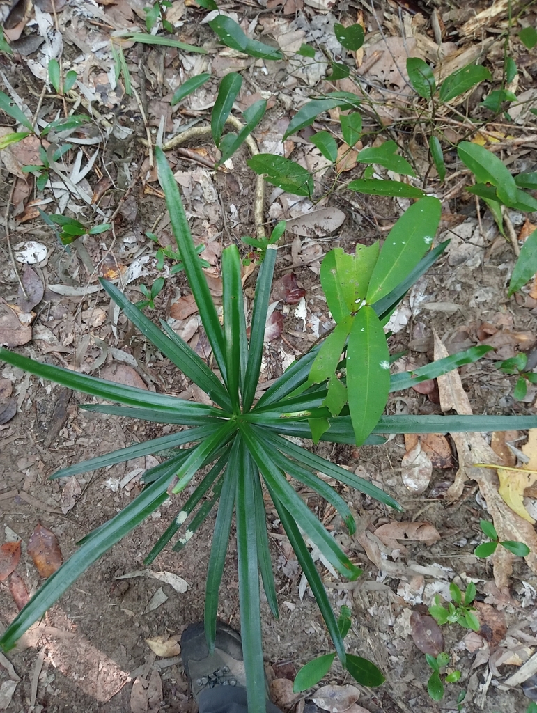 Be-still tree from Rungoo QLD 4849, Australia on May 30, 2023 at 08:45 ...