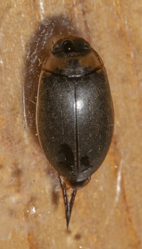 Rhantus from Mississippi Mills, ON, Canada on May 26, 2023 at 09:04 PM ...