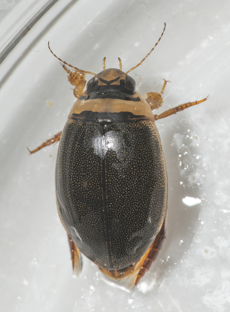 Graphoderus perplexus from Mississippi Mills, ON, Canada on May 26 ...
