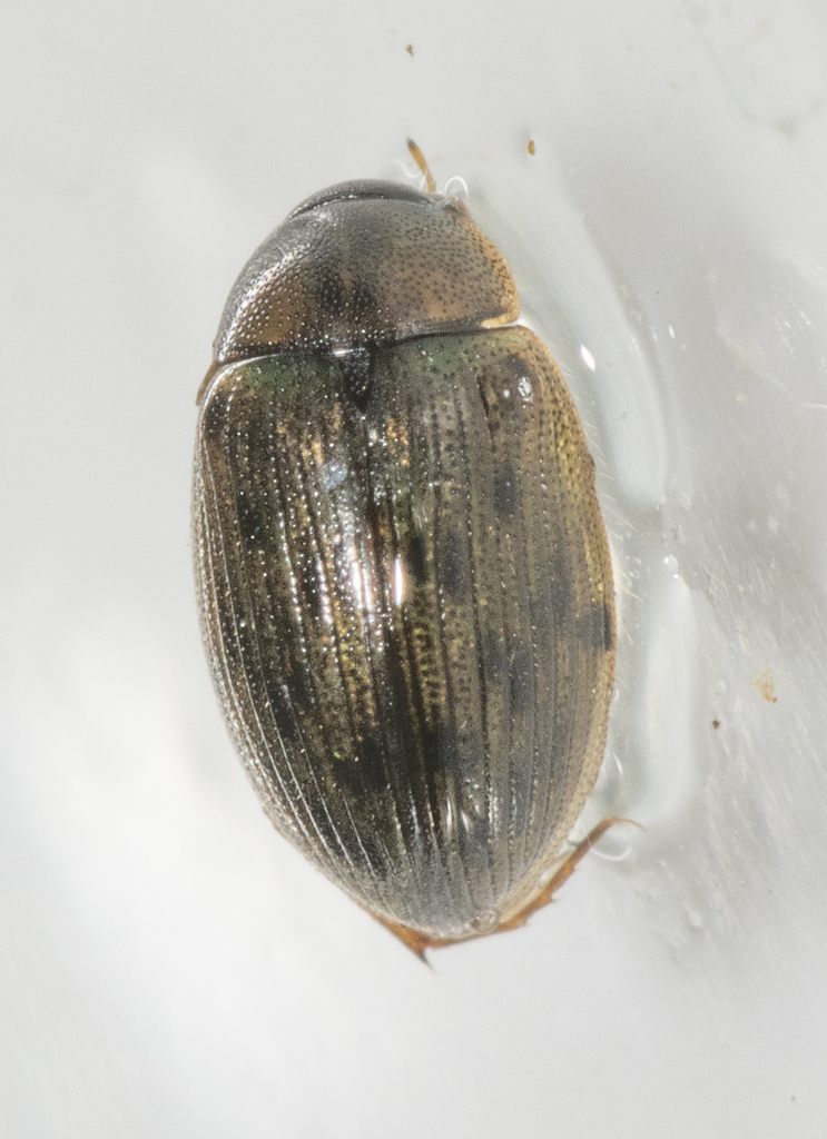 Berosus from Mississippi Mills, ON, Canada on May 26, 2023 at 09:13 PM ...