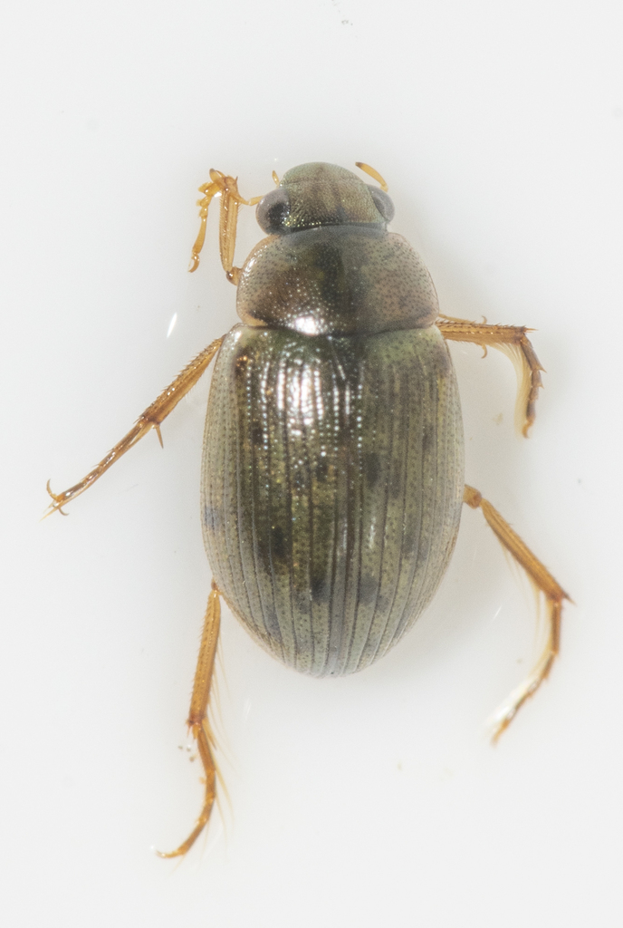 Berosus in May 2023 by Owen Ridgen · iNaturalist