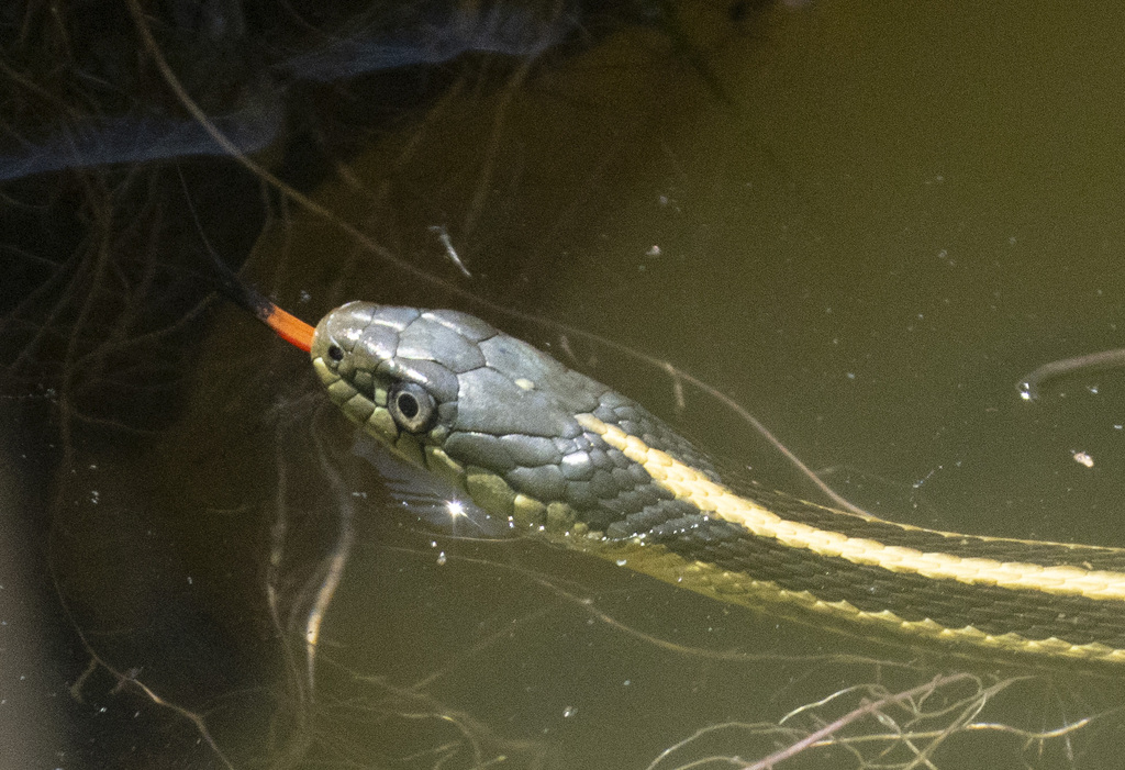 Diablo Range Garter Snake from Alamo, CA, USA on May 30, 2023 at 11:56 ...