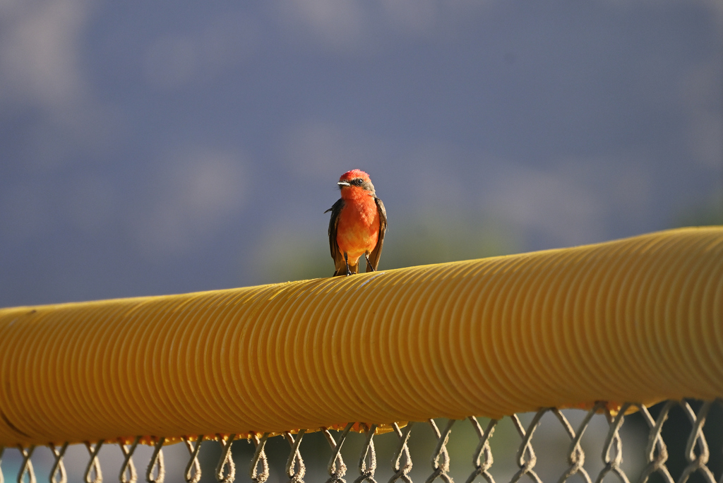 Vermilion Flycatcher from Twentynine Palms, CA 92277, USA on May 27 ...