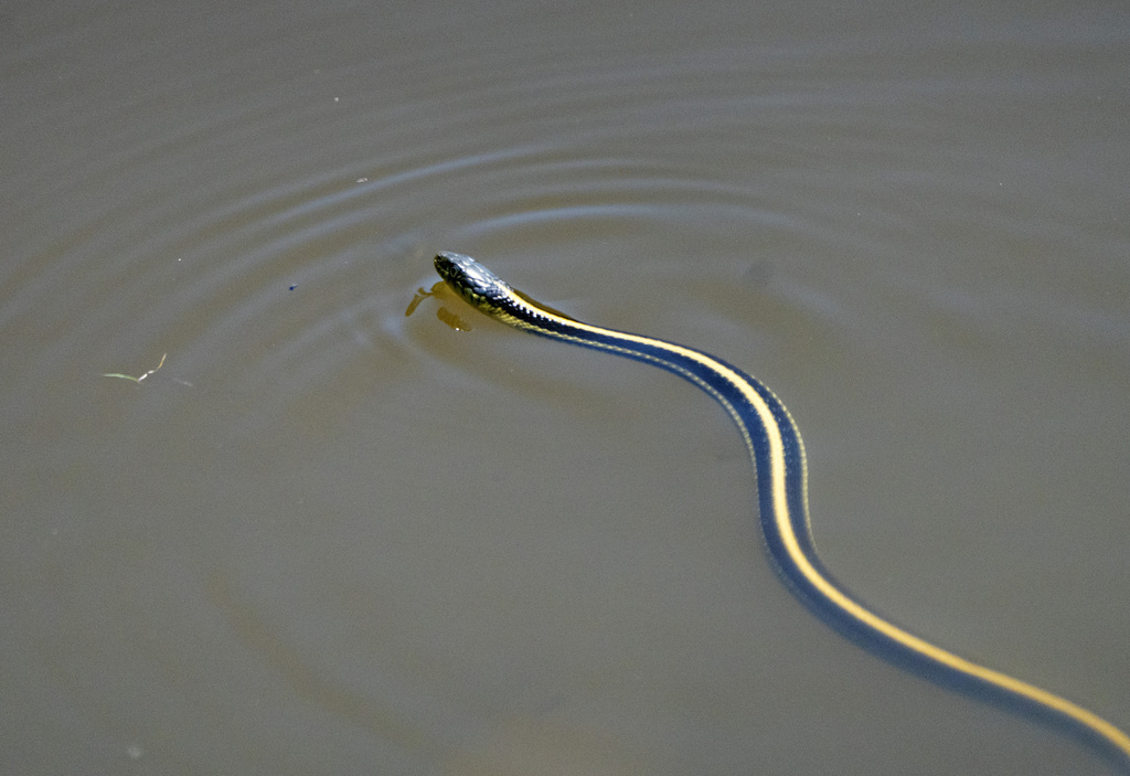 Diablo Range Garter Snake from Alamo, CA, USA on May 30, 2023 at 11:58 ...