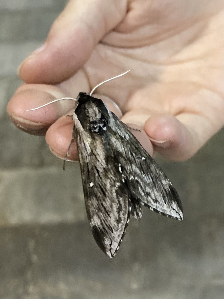 Northern Apple Sphinx from East Side Dr, Concord, NH, US on May 30 ...