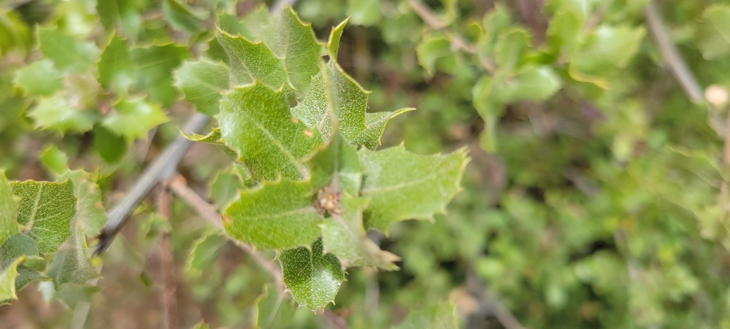 Muller's oak from Riverside County, CA, USA on May 29, 2023 at 12:29 PM ...