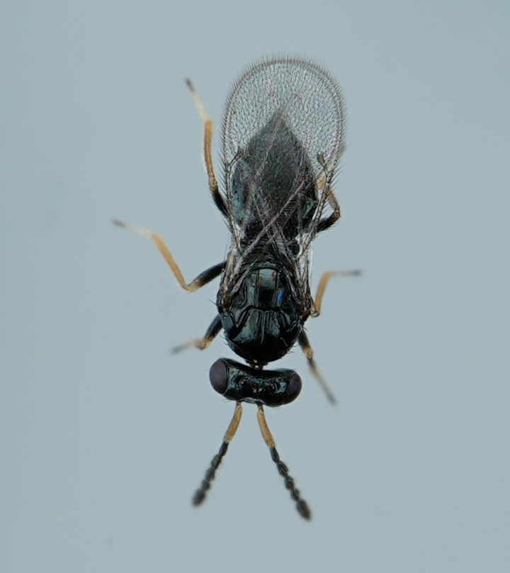 Chalcidoid Wasps in May 2023 by newrookie · iNaturalist