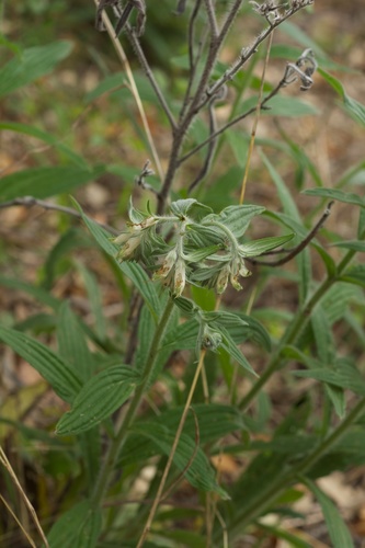 Subespecies Onosmodium bejariense bejariense · iNaturalist Mexico