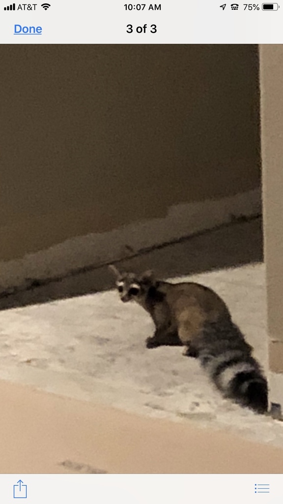 Ringtail from Rhodes Ranch Golf Club, Las Vegas, NV, US on November 25 ...