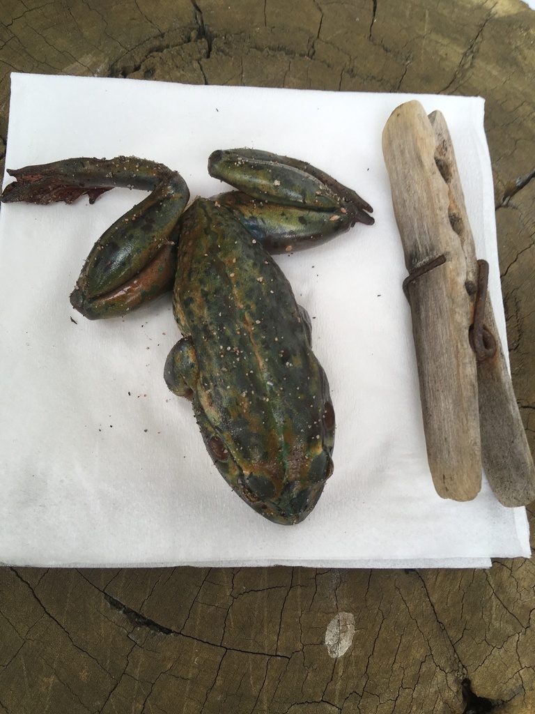 Southern Bell Frog in May 2023 by Ian Hiller · iNaturalist
