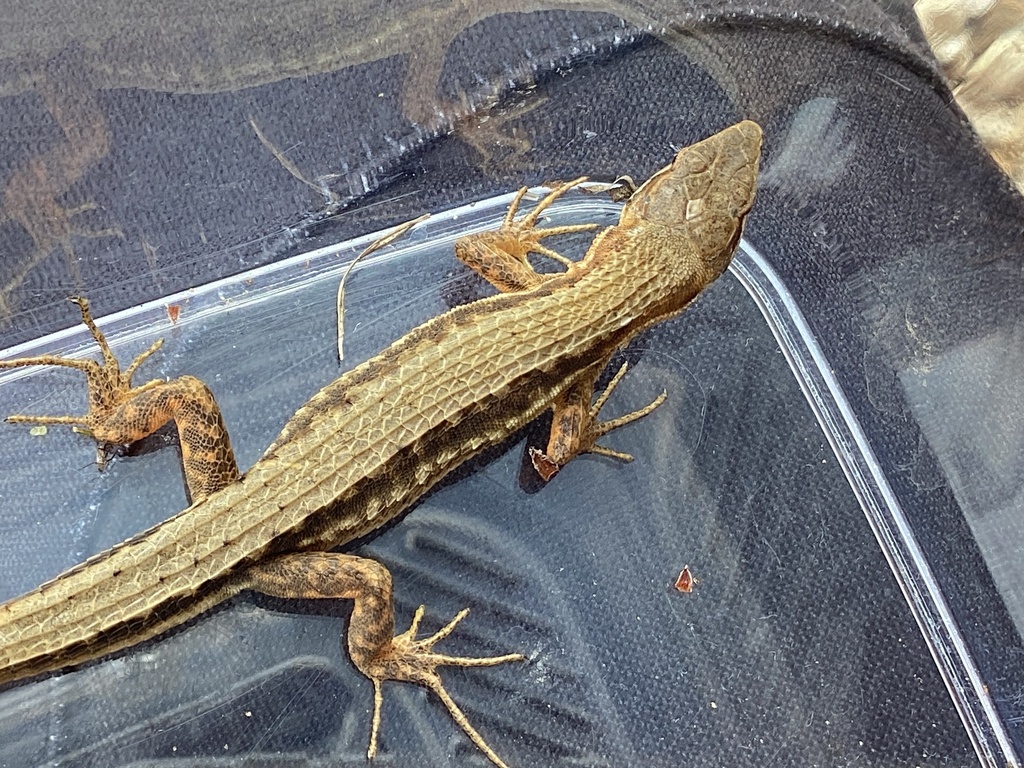 Japanese Grass Lizard from Chugoku Expressway, Kita, Kobe, Hyogo, JP on ...