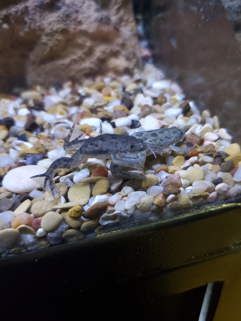 Western Dwarf Clawed Frog from Arkansas on February 23, 2023 at 02:32 ...