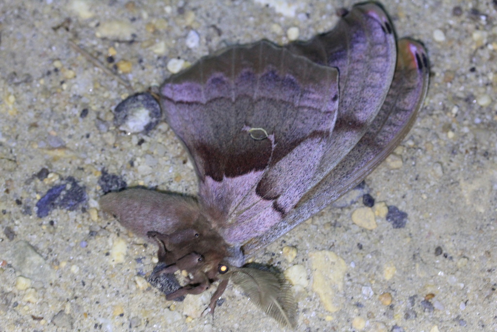 Polyphemus Moth from Hunters Mill Rd, Port Elizabeth, NJ, US on May 28 ...