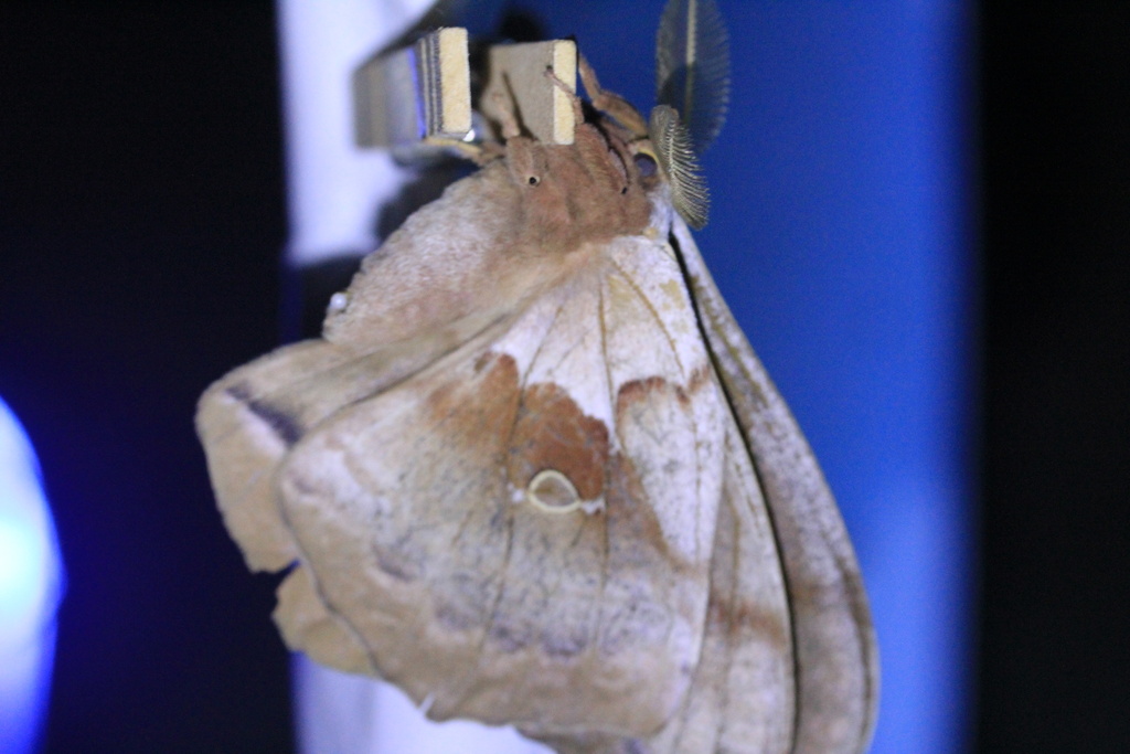 Polyphemus Moth from Hunters Mill Rd, Port Elizabeth, NJ, US on May 28 ...