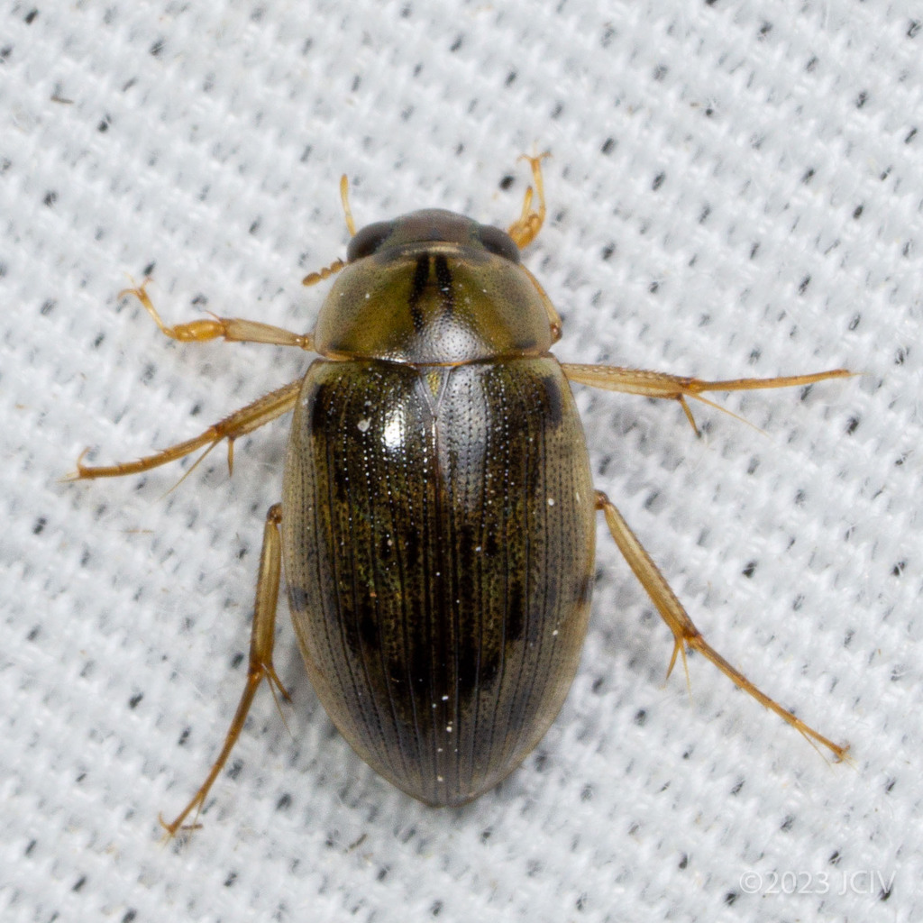 Berosus from Emerald Point on May 31, 2023 at 12:53 AM by Joseph ...