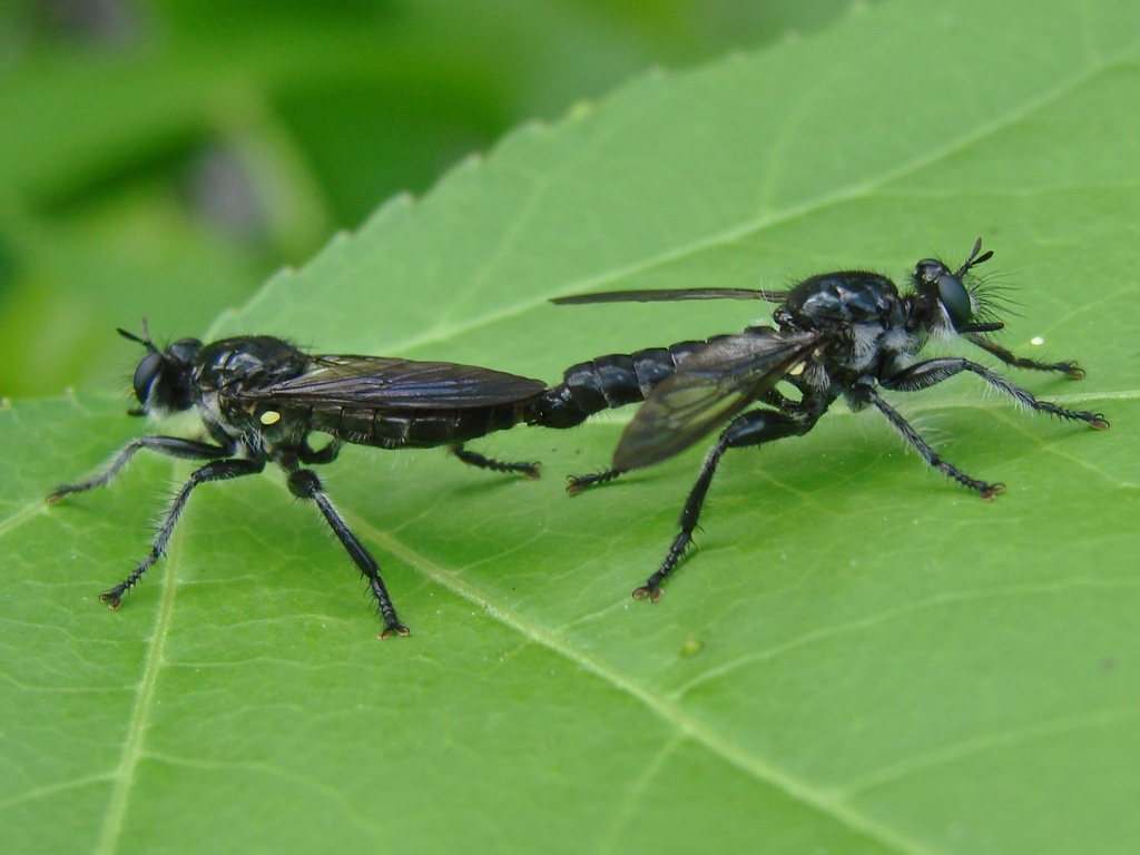Laphria canis from San Felasco on April 02, 2011 at 06:18 PM by Steven ...