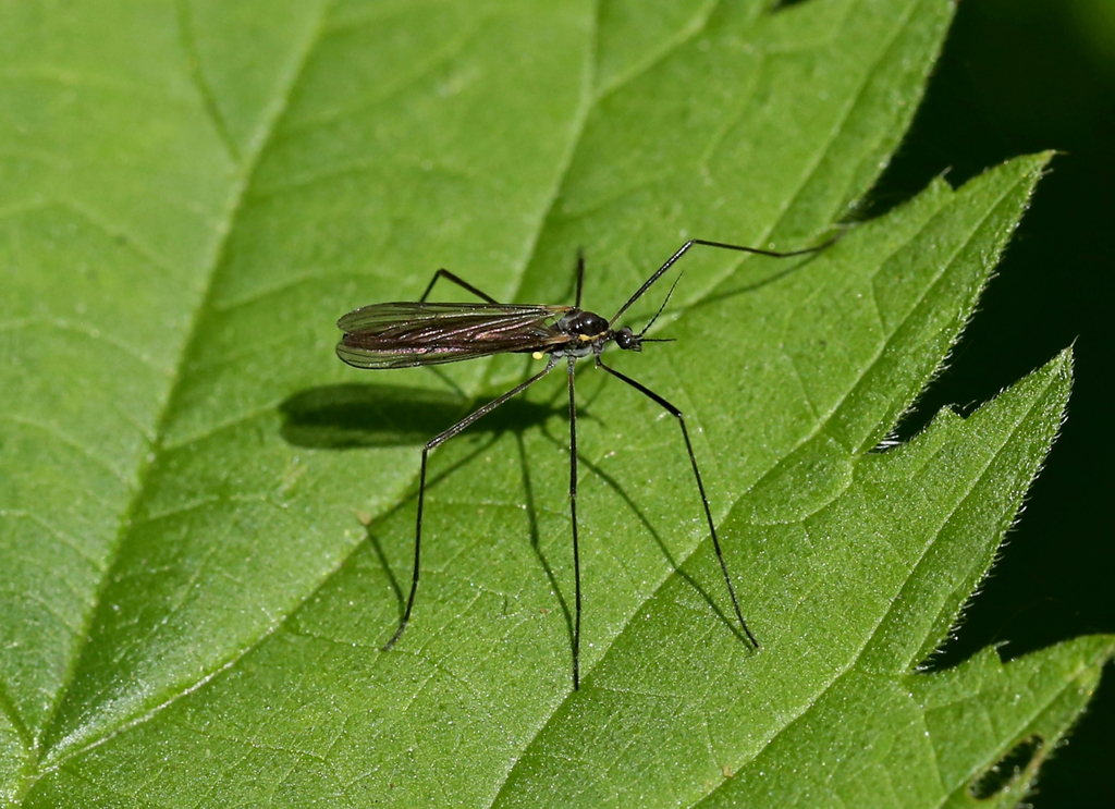 Gnophomyia viridipennis from Three Rivers, England, UK on May 30, 2023 ...