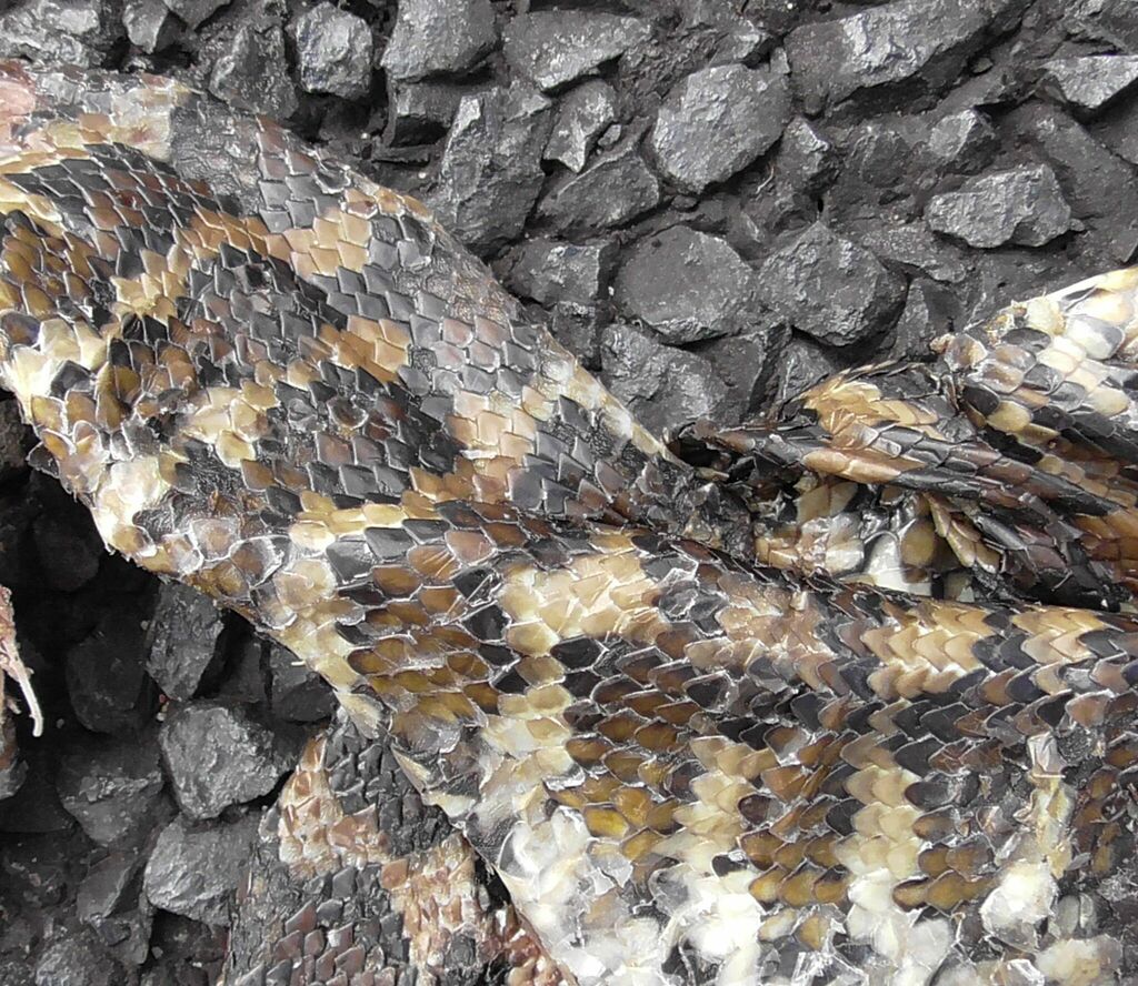 Jungle Carpet Python from Kalunga QLD 4887, Australia on May 31, 2023 ...