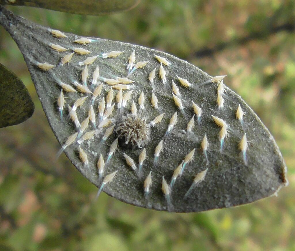 Planthoppers from Watsonville QLD 4887, Australia on May 31, 2023 at 03 ...