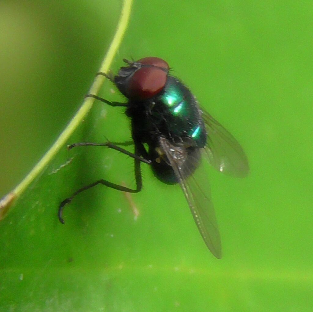 Calyptrate Flies from Watsonville QLD 4887, Australia on May 31, 2023 ...