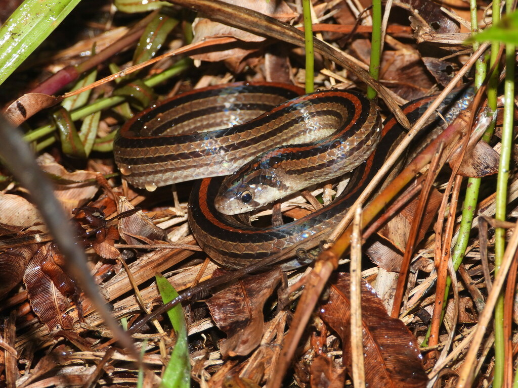 (Eight-) Striped Kukri Snake from Katingan Regency, Central Kalimantan ...