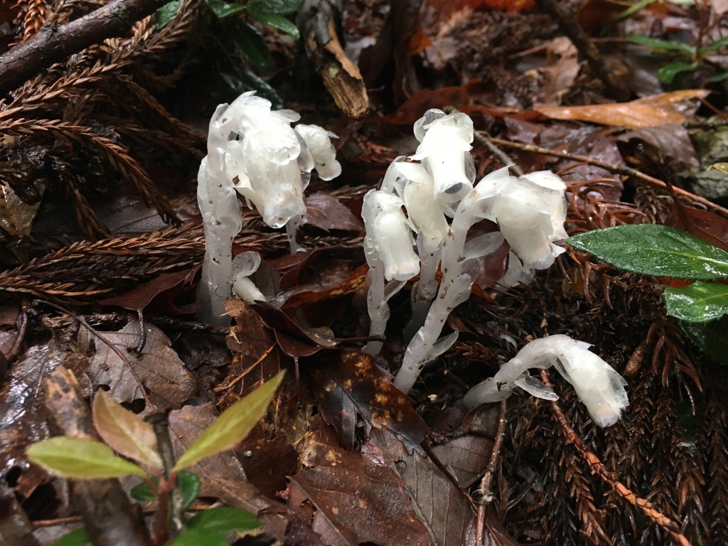 Monotropastrum humile from Kumakōgen, JP-EH, JP on May 31, 2023 at 02: ...