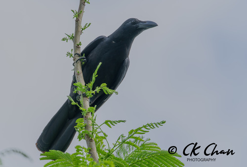 Philippine Large-billed Crow (Subspecies Corvus macrorhynchos ...
