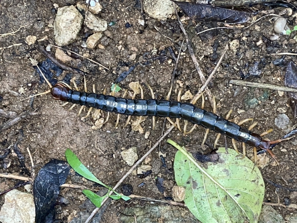 Chinese Red-headed Centipede from Kaohsiung, TW-KH, TW on May 31, 2023 ...