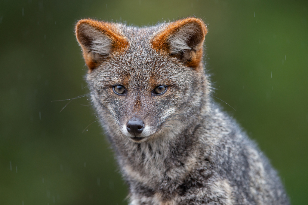 Darwin's Fox in October 2019 by Jono Dashper · iNaturalist