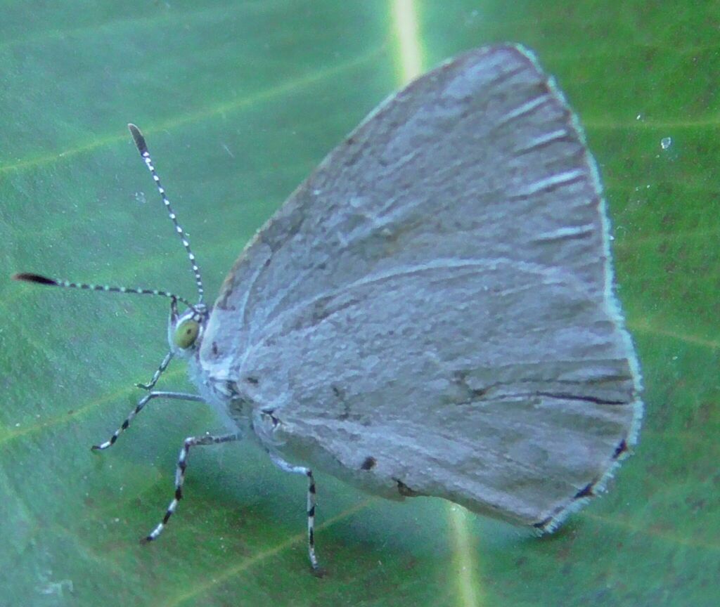 Purple Moonbeam from Mareeba, AU-QL, AU on May 31, 2023 at 04:56 PM by ...