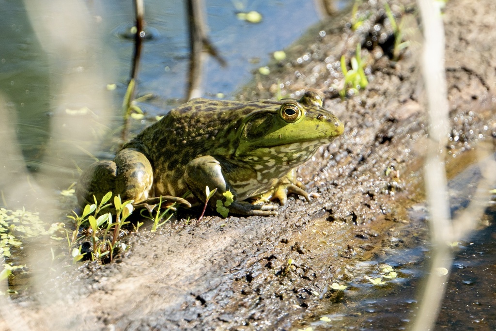 American Bullfrog from Powers Rd, Colorado Springs, CO, US on May 30 ...
