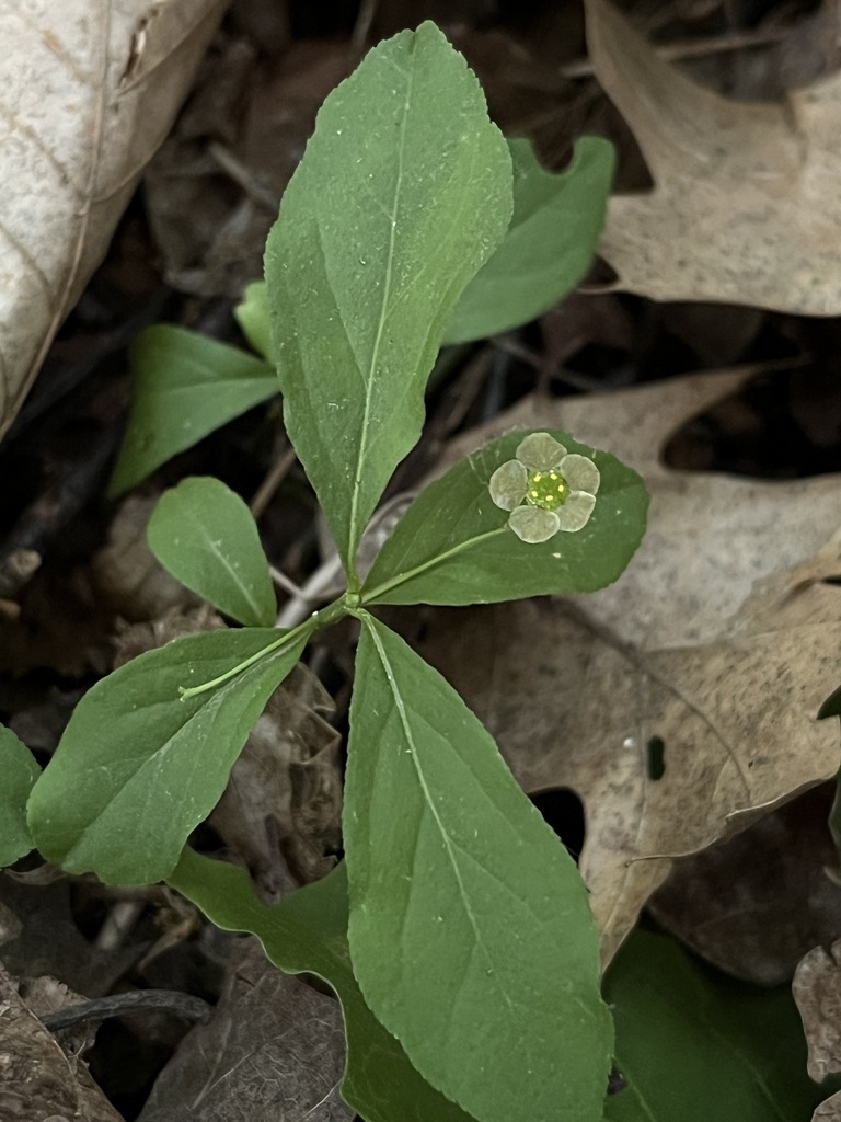 Running Strawberry-bush from Ingham, Michigan, United States on May 30 ...
