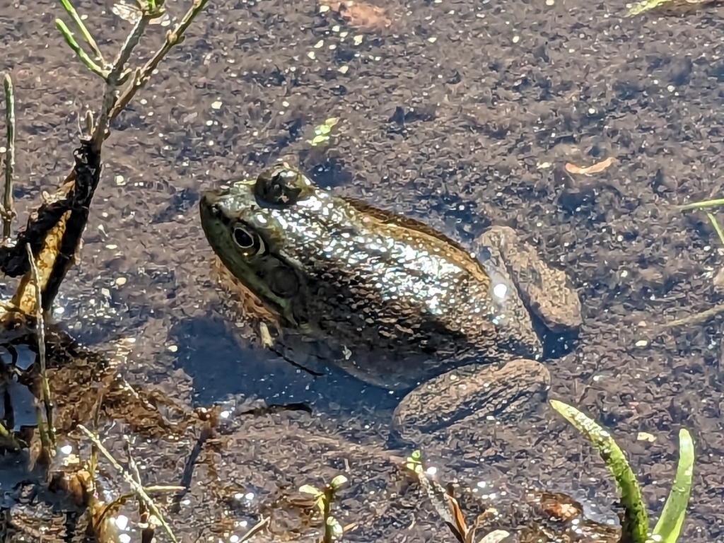 American Bullfrog from Pickerel, ON P0G 1J0, Canada on May 30, 2023 at ...