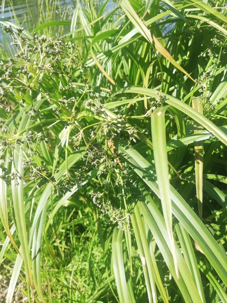 Wood Club-rush from Космонавтов, Минск, Беларусь on May 31, 2023 at 04:53 PM by Roman Shashko ...