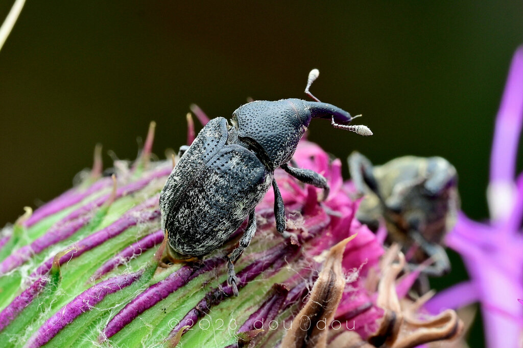 Larinus griseopilosus from 中国江苏省南京市江宁区汤山 on May 27, 2023 at 03:35 PM by ...