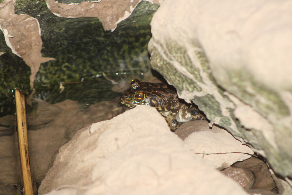 American Bullfrog from La Paz County, AZ, USA on May 26, 2023 at 10:47 ...