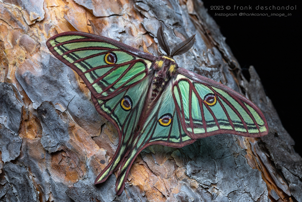 Spanish Moon Moth from 17734 Lliurona, Girona, Espagne on May 25, 2023 ...