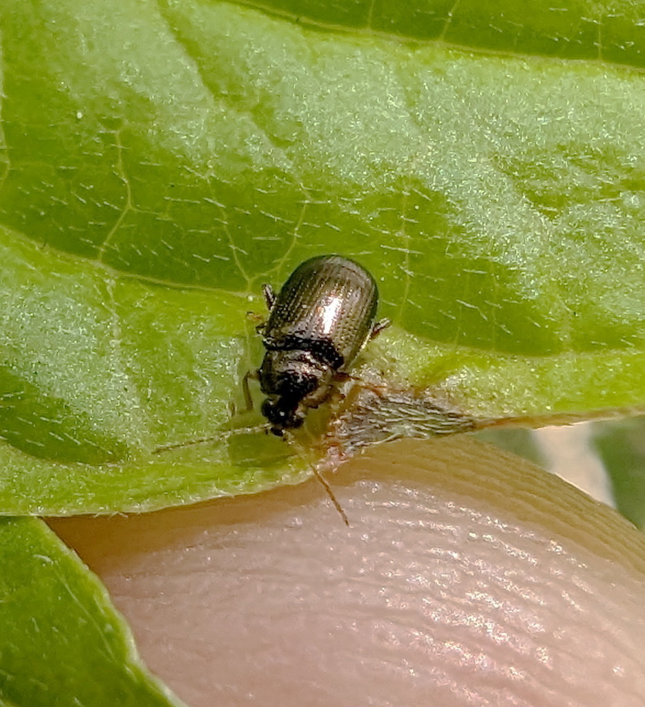 Studded Flea Beetles from New Toronto, Toronto, ON, Canada on May 26 ...