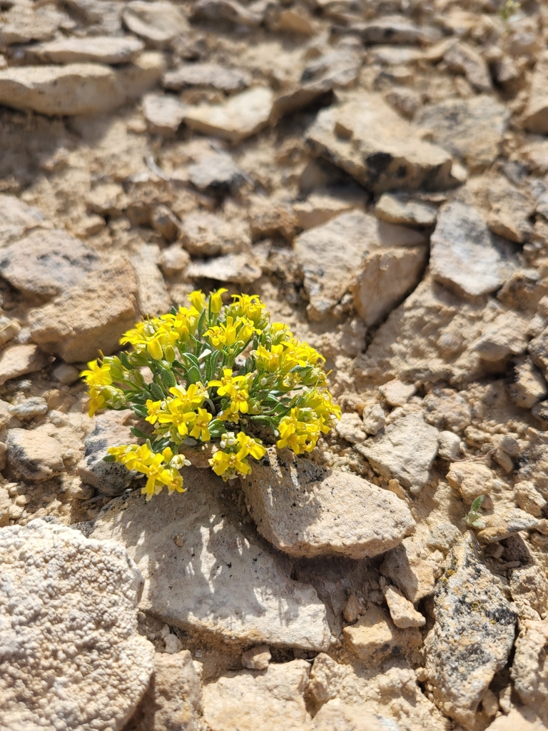 Pygmy Bladderpod from Maybell, CO 81640, USA on May 31, 2023 at 09:48 ...